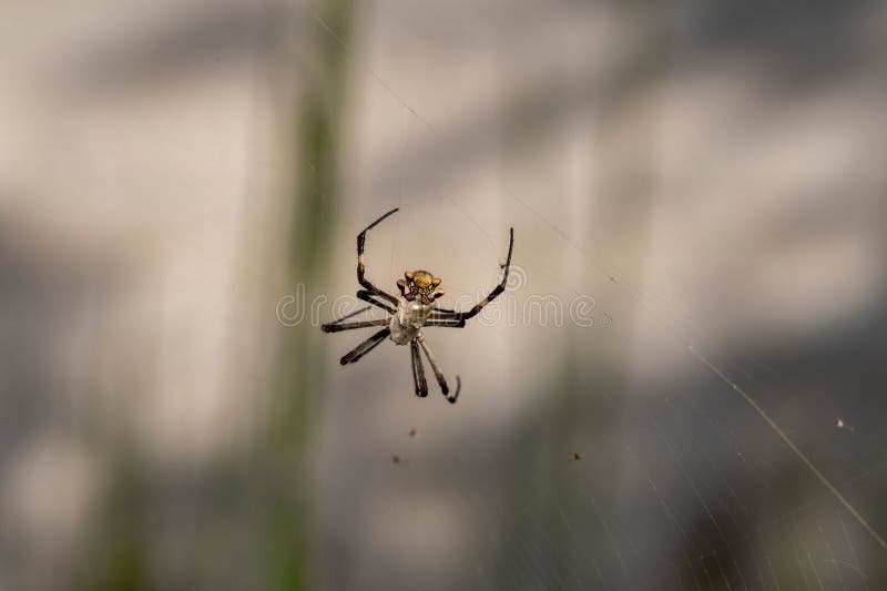 Closeup of a Silver Argiope Spider with Unique Black Markings on Its ...