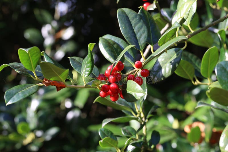 Buffaloberry Tree Stock Photos - Free & Royalty-Free Stock Photos from ...