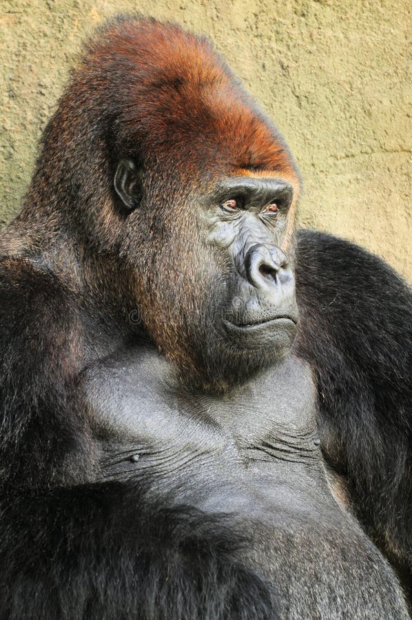 Closeup of a Silverback Gorilla Stock Image - Image of mammal, monkeys ...