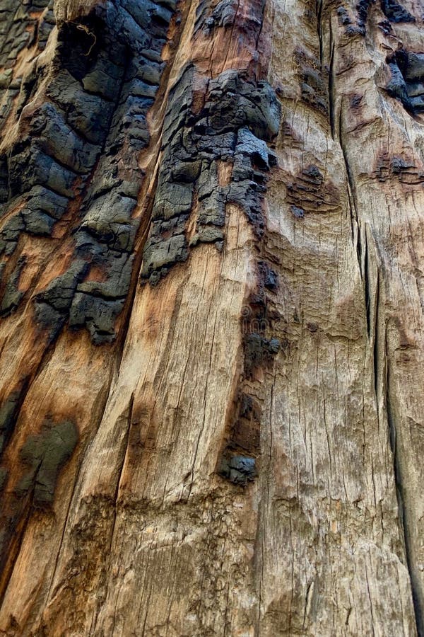 Singed Tree Trunk on Upper Bristlecone Loop Trail, Mt. Charleston ...