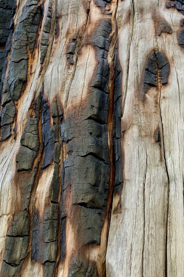 Singed Tree Trunk on Upper Bristlecone Loop Trail, Mt. Charleston ...