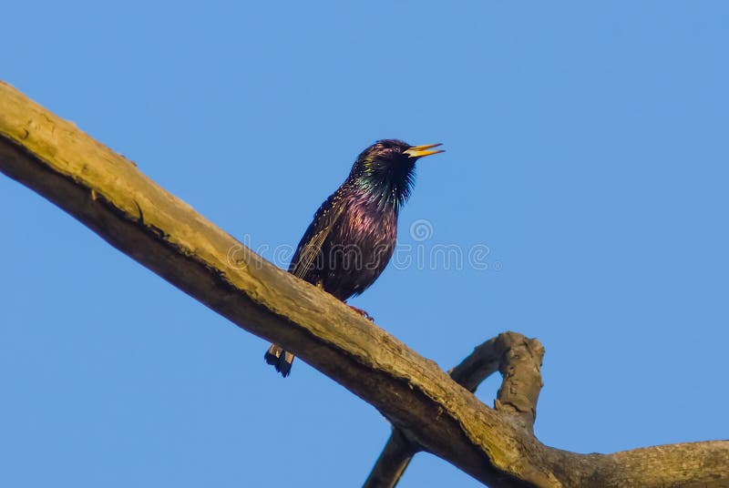 Closeup Singing Starling on Tree Ranch Stock Image - Image of symbol ...