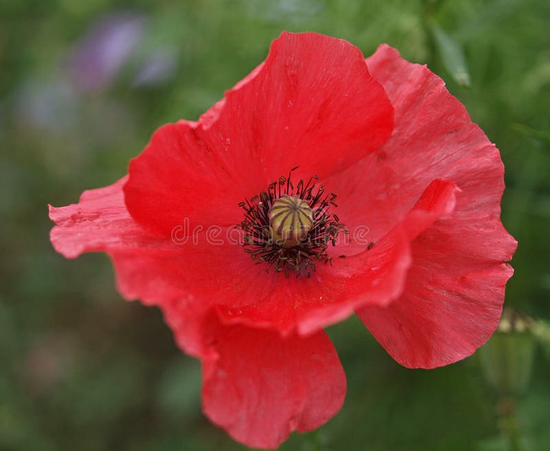 Closeup of a Single Blooming Poppy Flower Stock Image - Image of poppie ...