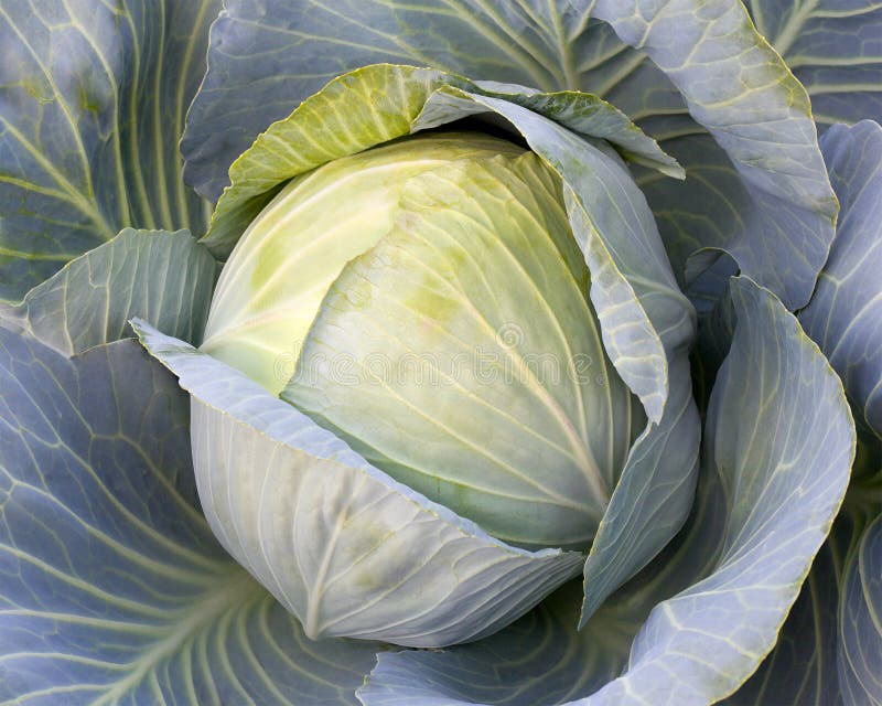 Red Single Cabbage Leaf Close Up. Stock Photo - Image of color, tasty ...