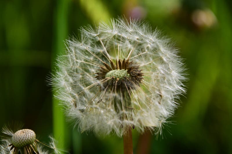 Closeup of a Single Dandelion Growing in the Garden Stock Photo - Image ...