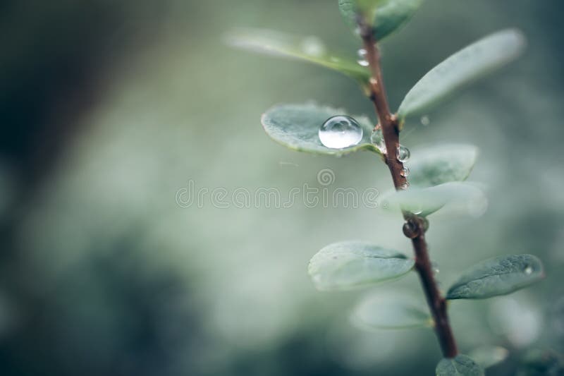 Closeup of a Single Droplet Lying on a Small Leaf Stock Image - Image ...