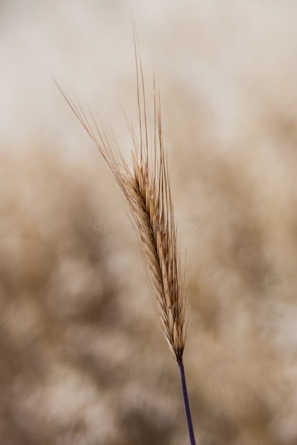 Closeup of Single, Dry, Yellow, Ripe Wheat Stalk Stock Photo - Image of ...