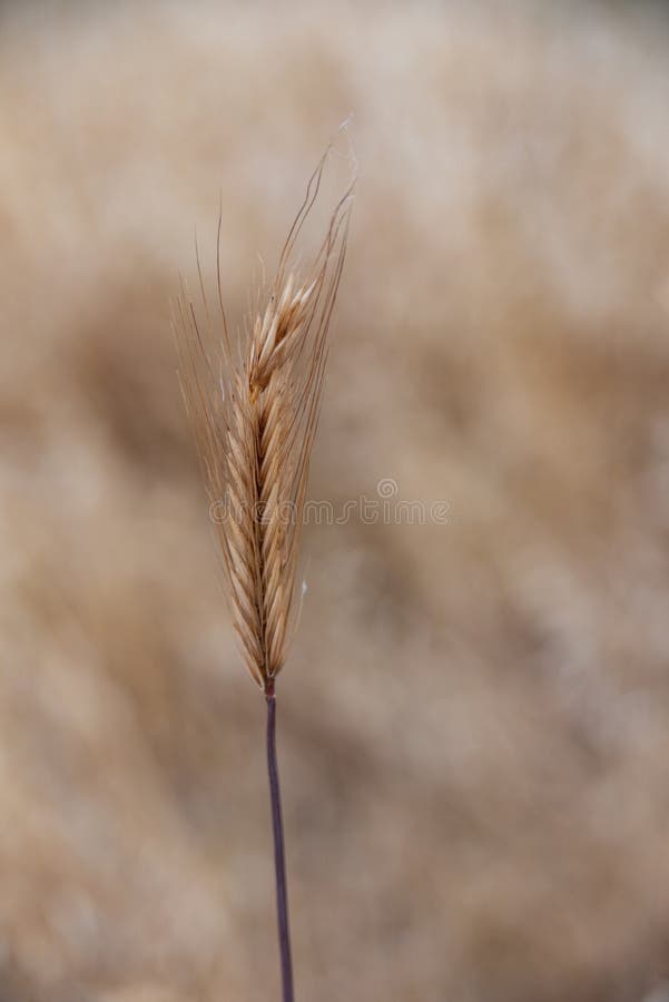 Closeup of Single, Dry, Yellow, Ripe Wheat Stalk Stock Image - Image of ...