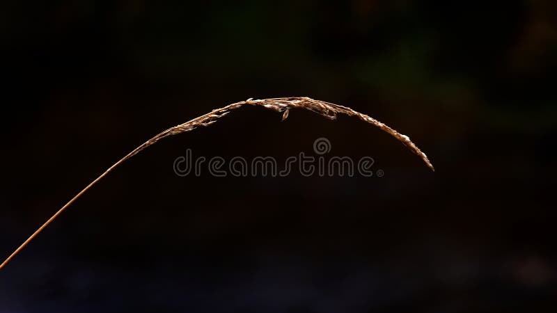 Closeup of a Single Grass Seed Spike Stock Photo - Image of nature ...