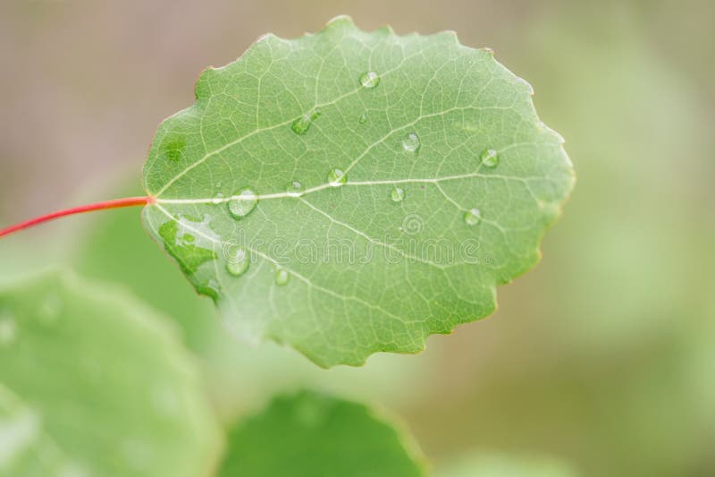 Closeup of a Single Green Leaf with Small Droplets on it Stock Image ...