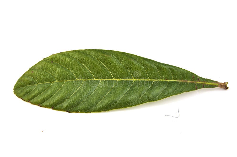 Closeup of Single Loquat Leaf on a White Stock Photo - Image of locat ...