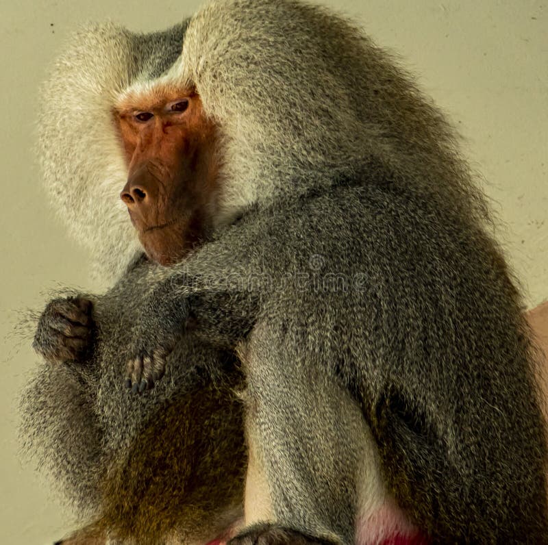 Baboon monkey stock photo. Image of fauna, expression - 119678610
