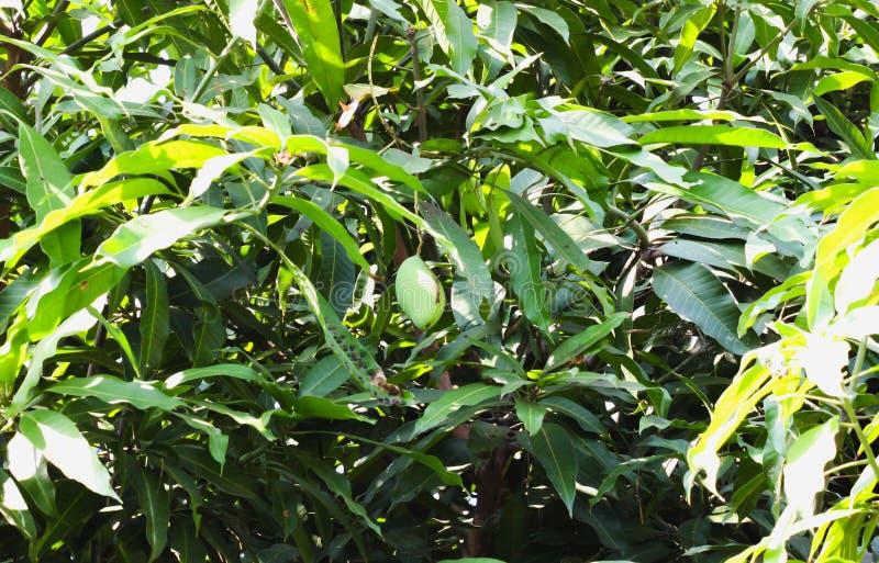 315 Little Mango Tree Stock Photos - Free & Royalty-Free Stock Photos ...