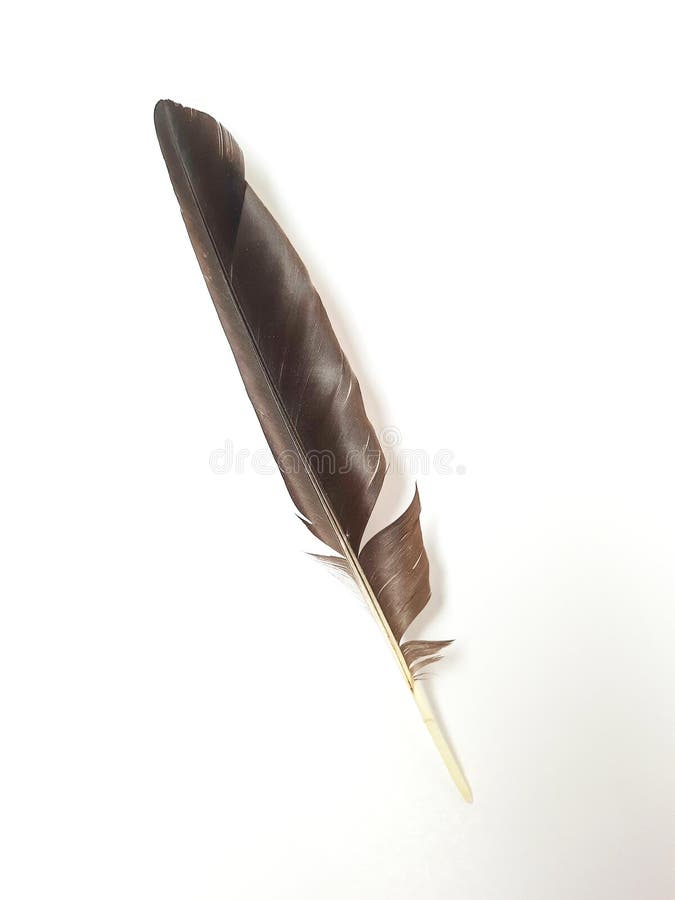 Single or One Black Color Crow Bird Feather on White Background Stock ...