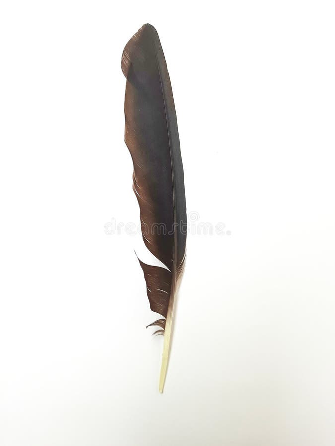 Single or One Black Color Crow Bird Feather on White Background Stock ...