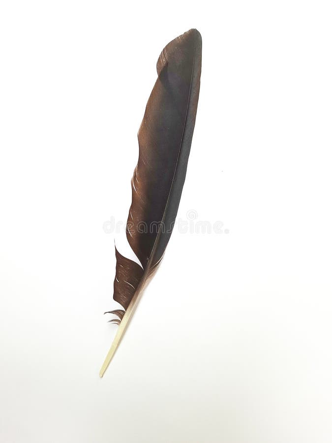 Single or One Black Color Crow Bird Feather on White Background Stock ...
