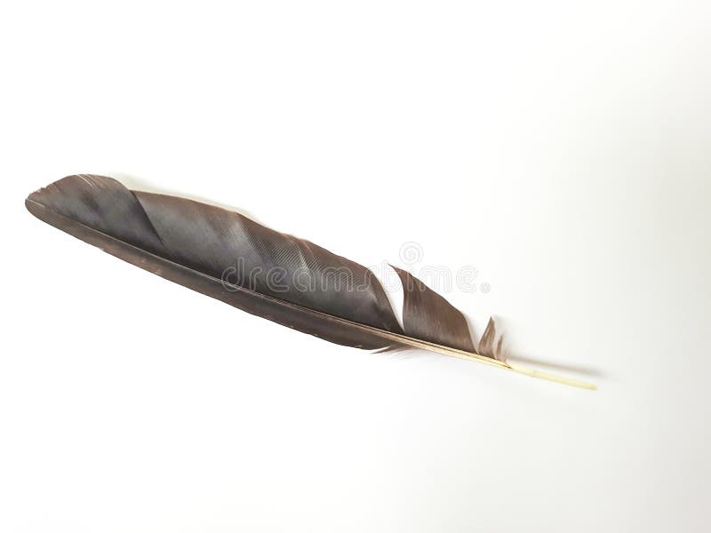 Single or One Black Color Crow Bird Feather Isolated on White ...