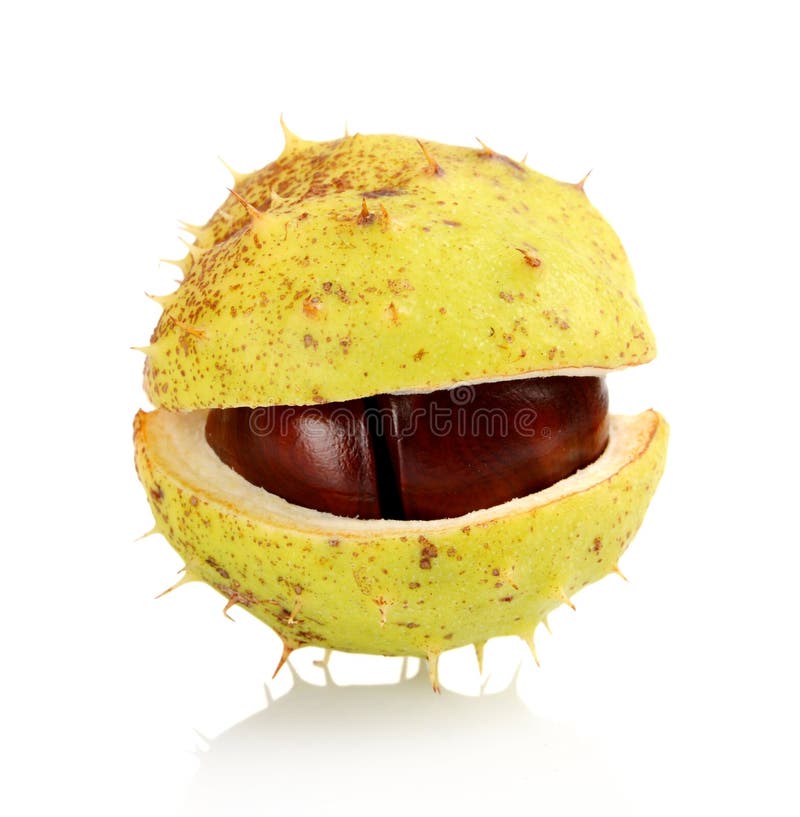 Closeup Single Open Chestnut Isolated on a White Background Stock Photo ...