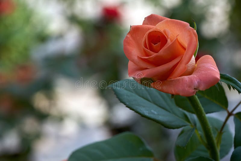 Single Orange Rose Blossomed in the Garden Stock Photo - Image of ...