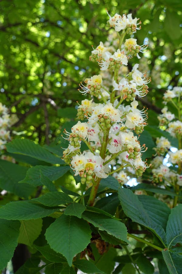 Closeup of Single Panicle of Horse Chestnut Stock Photo - Image of ...
