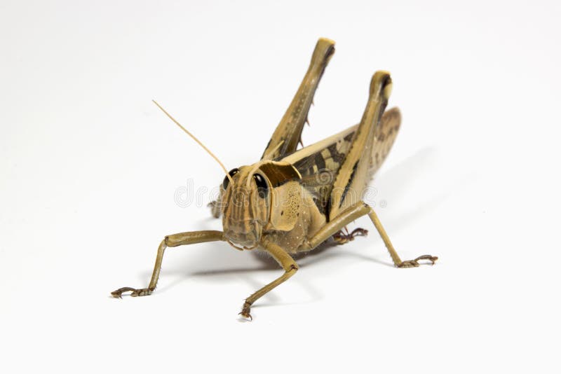 Closeup of Single Patterned Grasshopper on White Stock Photo - Image of ...