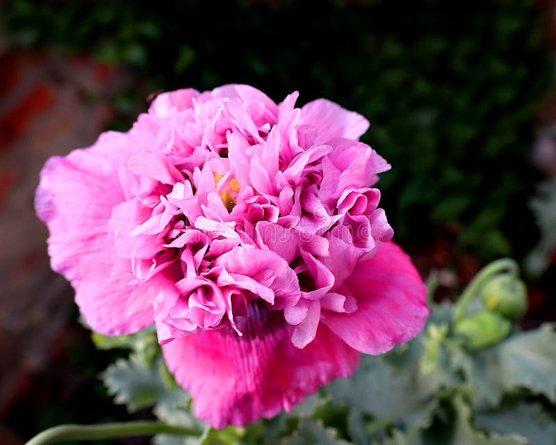 Single Pink Poppy stock photo. Image of poppy, outdoors - 3271156