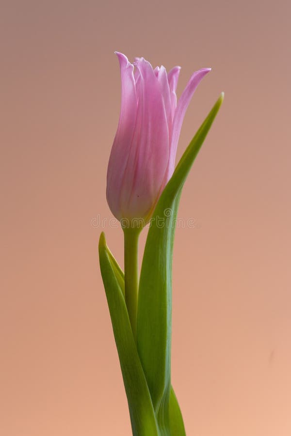 Closeup of a Single Pink Tulip Flower Stock Image - Image of pink ...
