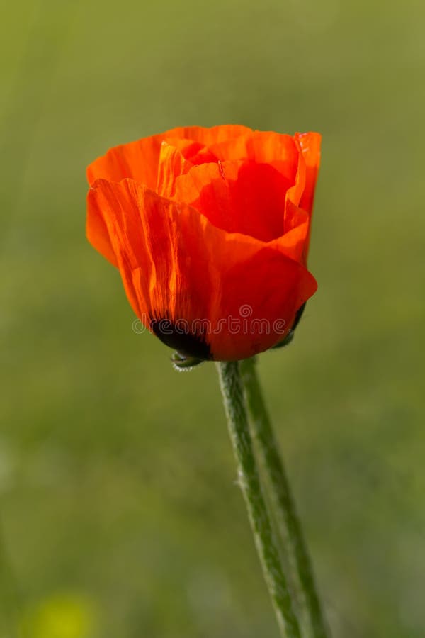 Single Red Poppy Isolated on White Background.Top View Stock Photo ...