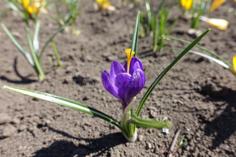 Closeup of Single Purple Flower of Crocus Vernus in April Stock Image ...