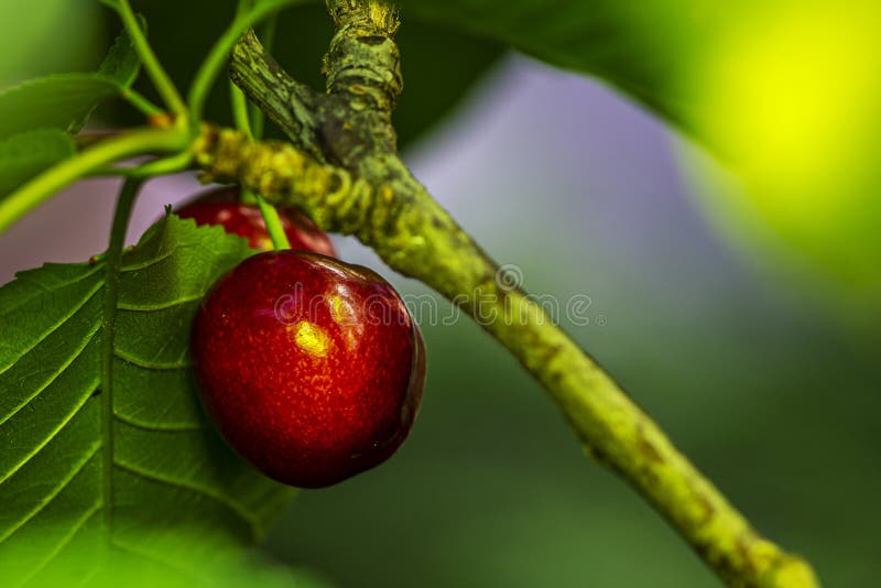 Closeup of a Single Red Cherry on a Tree with Green Leaves Stock Photo ...