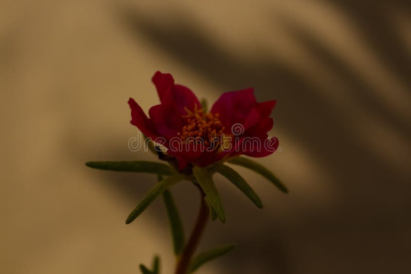 Closeup of a Single Red Flower with Shadows on it a Vintage Rustic Look ...
