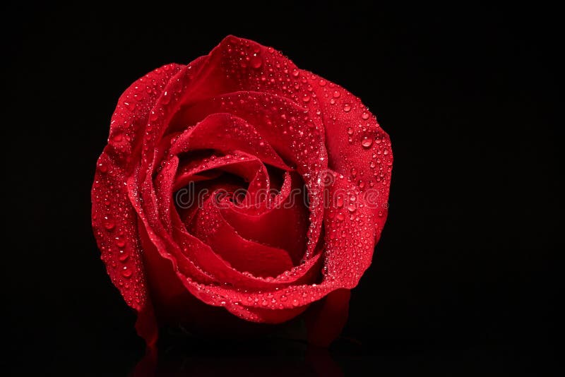A Closeup of a Single Red Rose with Water Drops on it and Copy S Stock ...