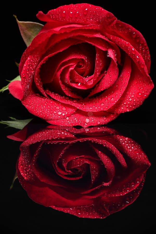 Single Red Rose Black Background Stock Photo