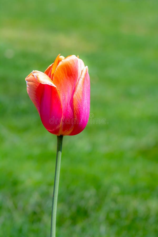 Single red tulip flower stock image. Image of season - 120300533