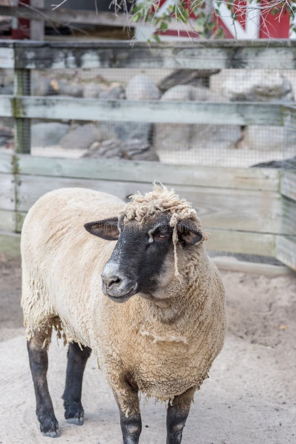Closeup of a single sheep stock image. Image of single - 100477193