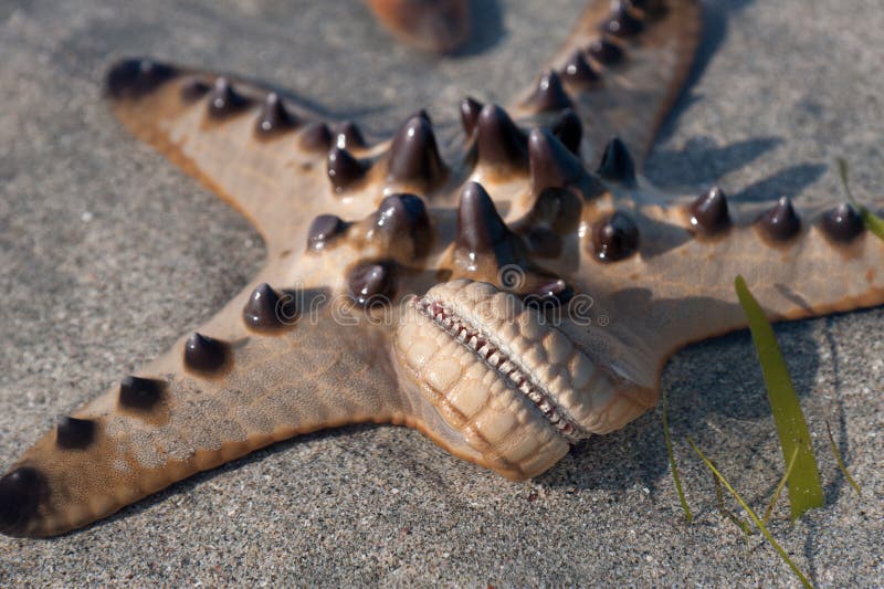 Closeup of grey StarFish stock image. Image of close - 63096599