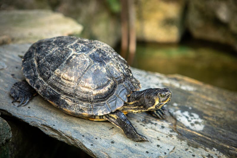 A small turtle on a rock. stock photo. Image of flat - 230364708