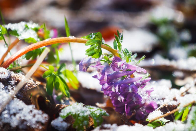Closeup of Single Winter Flower Peeping through Snow Stock Photo ...
