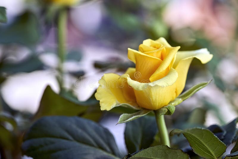 Single Yellow Rose Blossomed in the Garden Stock Image - Image of ...