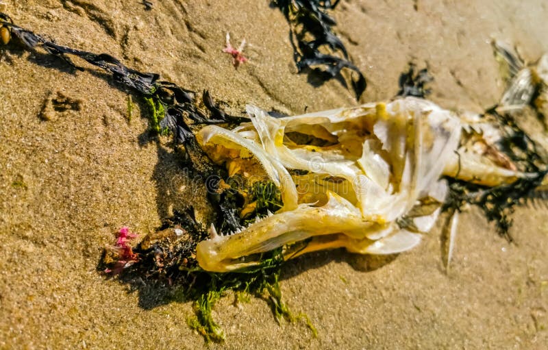 Closeup of the Skull with Denture of a Washed Ashore Fish, Skeleton ...
