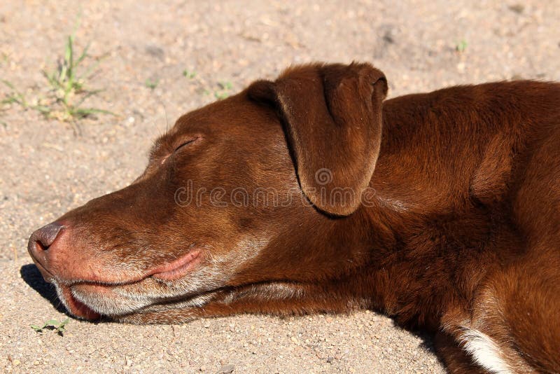 Closeup of a Sleeping Dogs Head Against Sand Stock Photo - Image of ...