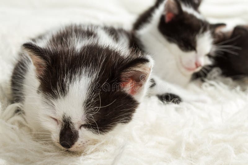 Closeup Sleeping Small Kittens Stock Image - Image of fluffy, pets ...