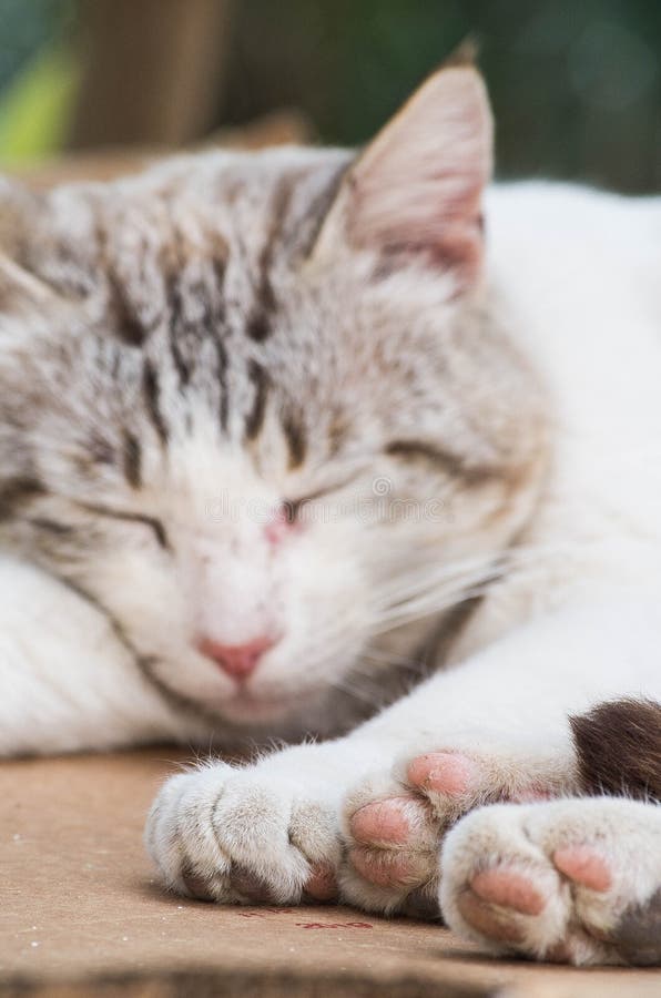 Closeup of a Sleeping White Cat Under the Lights with a Blurry ...