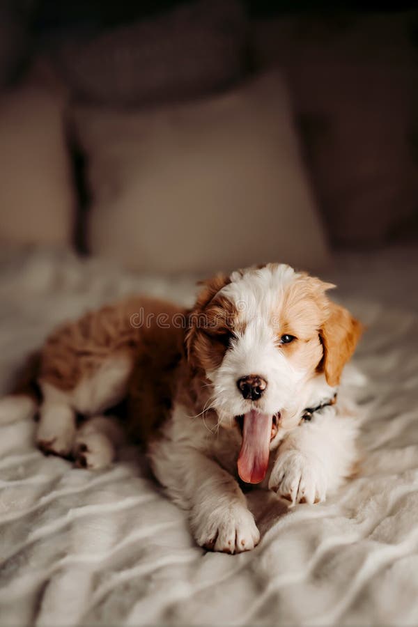 Closeup of a Sleepy Aussie Golden Doodle Puppy Sitting on the Bed Stock ... Closeup of a Sleepy Aussie Golden Doodle Puppy Sitting on the Bed Stock ...