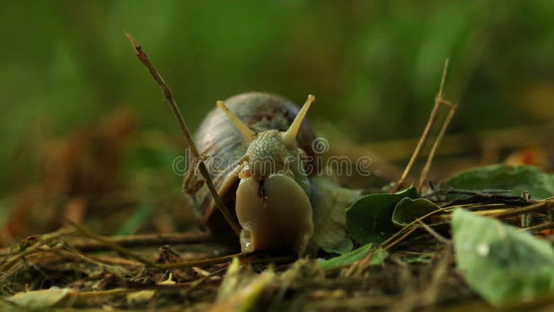Closeup Slow-motion Footage of a Snail Eating in a Forest in Daylight ...