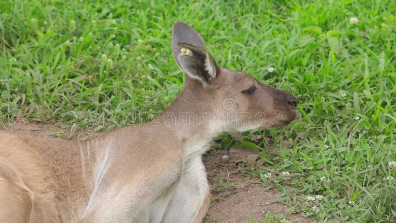 Closeup Slow Motion of a Kangaroo Laying Down on Grass, Sniffing ...