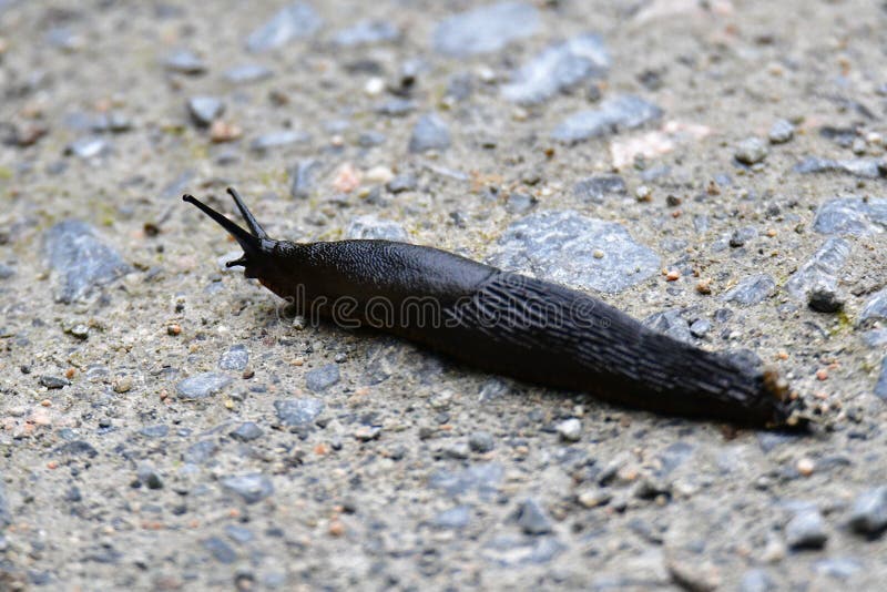 Brown Garden Slug Underway in Grass Stock Image - Image of grass, brown ...