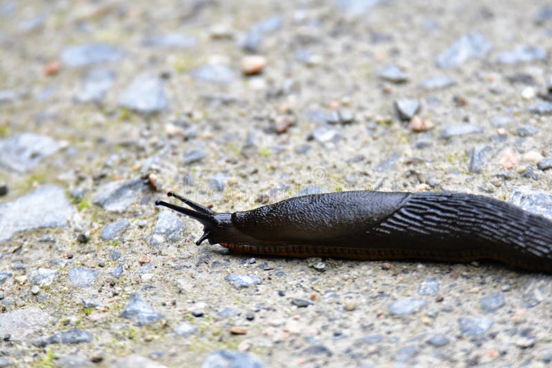 Brown Garden Slug Underway in Grass Stock Image - Image of grass, brown ...