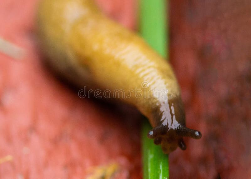 Closeup of a Slug or Land Slug, a Shell-less Terrestrial Gastropod ...