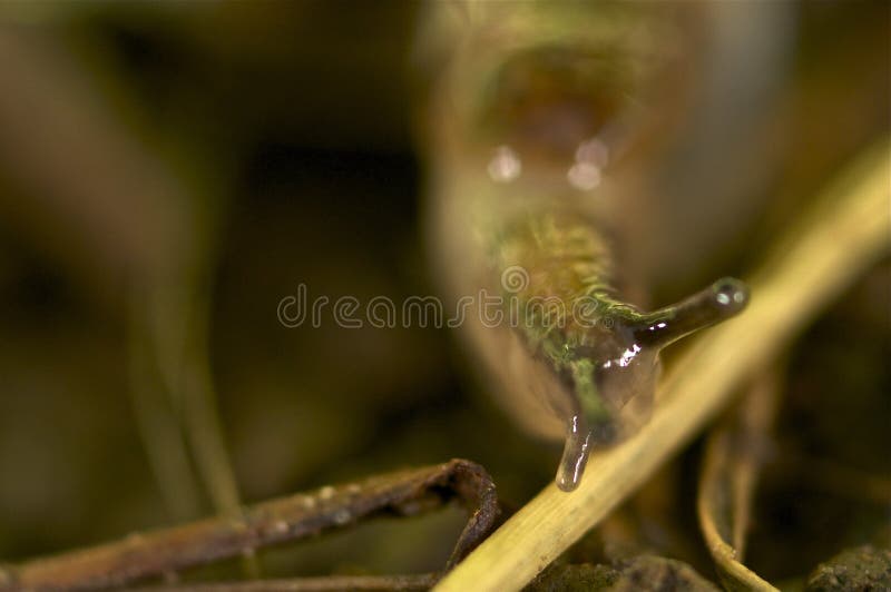 Closeup of a slugs eyes stock image. Image of micro, eyes - 55738581